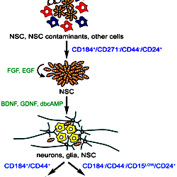Diagram of stages and defined markers for isolation of NSC, neurons and ...