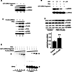 PKA, not LRRK2 itself, can phosphorylate S935 in vitro and within cells.