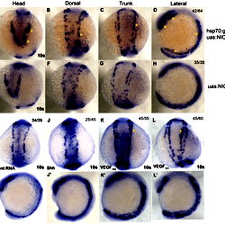 Shh-VEGF-Notch-Hey2 signaling pathway regulates FEVPs proliferation at ...