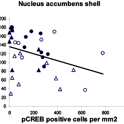 Correlation between pCREB positive cells in NAc shell and interaction ...