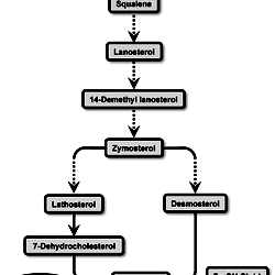 Simplified schematic diagram of cholesterol synthesis, cholesterol ...