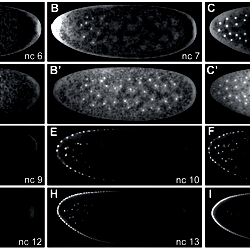Bicoid gradient formation.