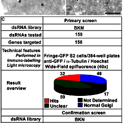 Overview of the RNAi screen.