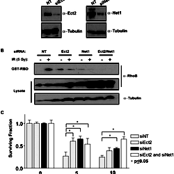 Knock-down of Ect2 and Net1 suppresses RhoB activation and cell death after IR.