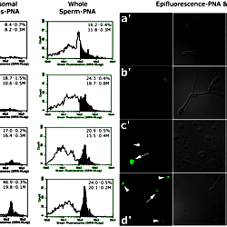The ZPP-induced formation, detachment and breakdown of acrosomal ...