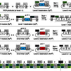 Modular cloning strategy.
