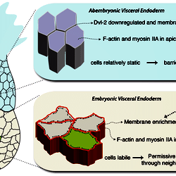 Model of summarising differences in cell intercalation in the VE.