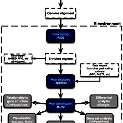 The ChIP-Seq processing pipeline.