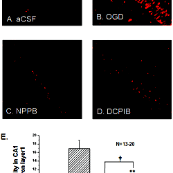 The effects of NPPB and DCPIB on OGD induced pyramidal neuron death.