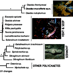 Phylogenetic relationships amongst Siboglinidae.