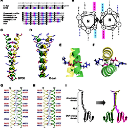 The Alanine zipper coiled-coil forms dimers via electrostatic interaction.