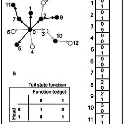 An example network, functional map, and chromosome.