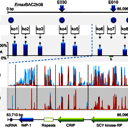 Fine mapping locus 5 correlated with susceptibility to strain-specific ...