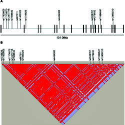Location of SNPs within the MERTK gene.