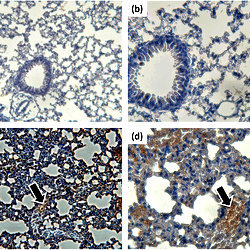 Biodistribution of plasmids in the lungs by intratracheal delivery.