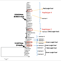 NJ tree of EDN3 haplotypes rooted by the quail sequence (accession ...