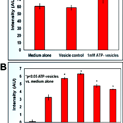 Sircol collagen assay on monocyte/macrophage cells treated with ...