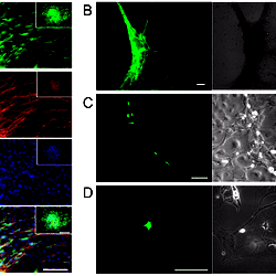 Neurospheres derived from muscle FDB cultures.