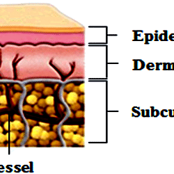 Veins and surrounding tissue.