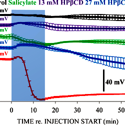 Endocochlear potential (EP) measured from inside the endolymphatic ...