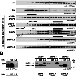 Distribution of DMP1 isoforms in fractionated membranes from different ...