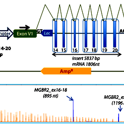 Structure and functional analysis of the minigene MGBR2_ex14-20.
