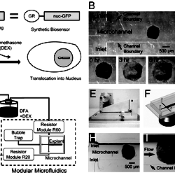 Spatiotemporal control of dexamethasone over Xenopus Animal Cap ...