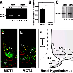 MCT1 and MCT4 expression and localization in adult rat hypothalamus.