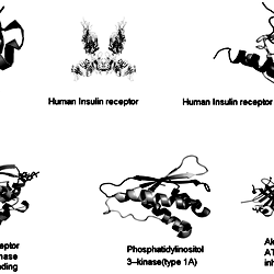 Ribbon like structure of the main functional proteins associated with ...