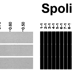 Stability in IS6110 RFLP and spoligotyping patterns.
