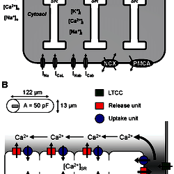 The human atrial myocyte model.