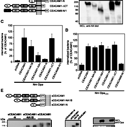 CEACAM1-mediated uptake of Opa-negative meningococci requires multiple ...