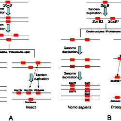 Comparison of the two models of Sox group B evolution.