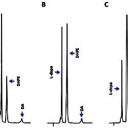 Product identification. Reaction mixture (100 µl) was prepared as ...