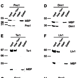 None of the ribosome assembly factors tested interacts with MBP or the ...