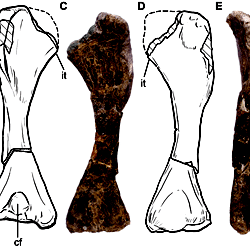 Right humerus of Leonerasaurus taquetrensis (MPEF-PV 1663).