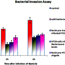 Bacterial Invasion Assay.