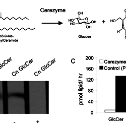 Treatment of fungal GlcCer in vitro with Cerezyme.