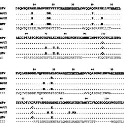 Amino acid sequence alignments.