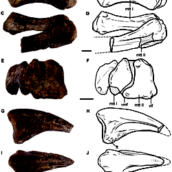 Pedal remains of Leonerasaurus taquetrensis (MPEF-PV 1663).