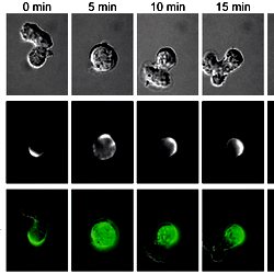 Dynamic morphology of Ramos B cells.
