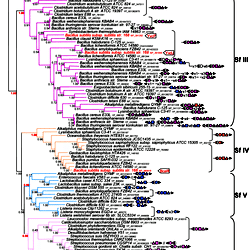Phylogeny of the BceR-like proteins (regulators).