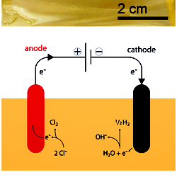 Simulated soft tissue (gelatin) with two dental implants.