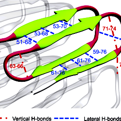 Illustration of lateral H-bonds and vertical H-bonds in the stack of ...