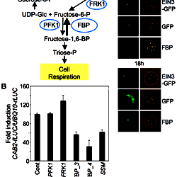 Function and localization of FBP in response to fructose.