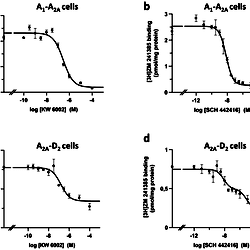 Binding of the A2AR antagonists KW-6002 and SCH-442416 to A1R-A2AR and ...