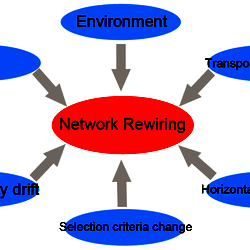 Factors shaping network rewiring.