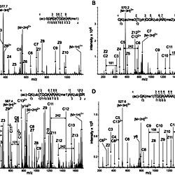 Identification of alternative processing of histone variant H2AFX.