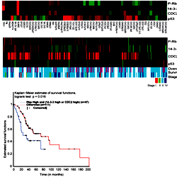 Reverse phase protein array data analysis.