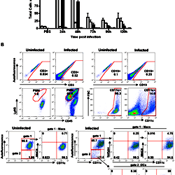 Characterization of BAL cells from after A. fumigatus infection.